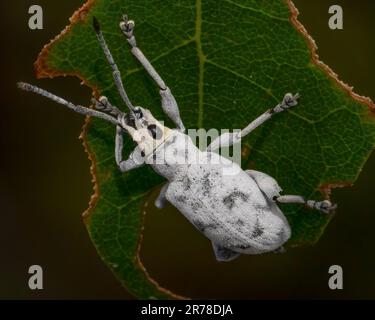 The Little Leaf Notcher is a Florida weevil that is a threat to all ...