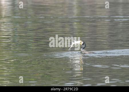A majestic great cormorant bird catching a fish from a body of water ...