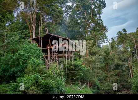 Traditional tree house, Korowai people, West Papua, West New Guinea ...