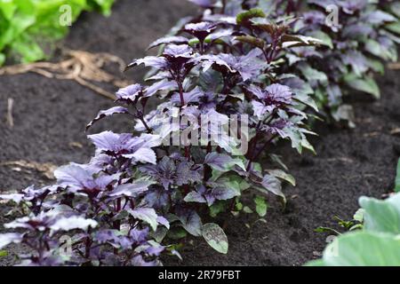 Young basil sprout grow in garden bed Stock Photo - Alamy