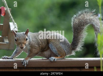 A Gray Squirrel finds food on the deck Stock Photo - Alamy