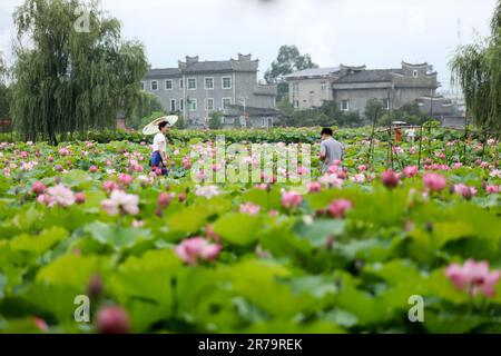 ZIXING, CHINA - JUNE 14, 2023 - Tourists enjoy the lotus in Liuhuawan ...