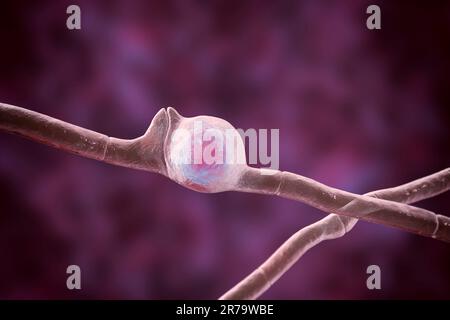 Basidiobolus ranarum microscopic fungi, 3D illustration. Cause chronic ...