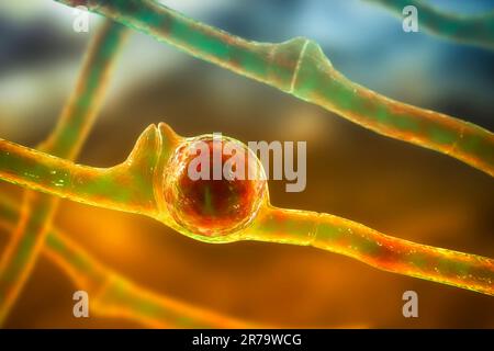 Basidiobolus ranarum microscopic fungi, 3D illustration. Cause chronic ...