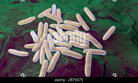Bacteria Cardiobacterium hominis, 3D illustration. Gram-negative ...
