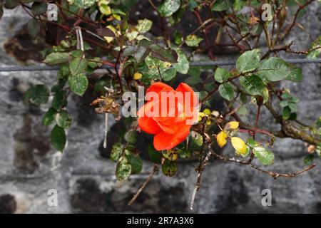 Rosa, Warm Welcome, (Chewizz), Miniature climbing rose Stock Photo - Alamy