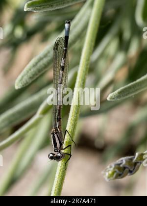 Common Blue Damselfly or Common Bluet female blue form - Enallagma ...