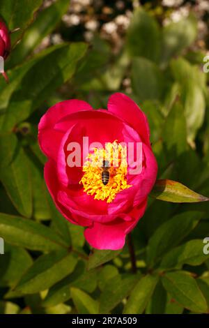 Paeonia lactiflora, bee Stock Photo - Alamy