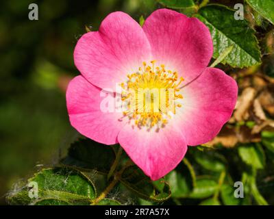 Sweet briar (rosa rubiginosa) aka dog rose flower growing in a hedgerow ...