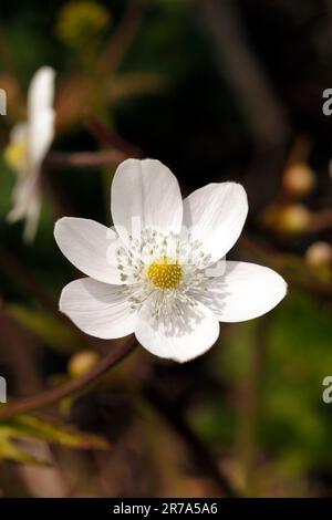 Anemone rivularis Riverside windflower white flower with blue sepals ...
