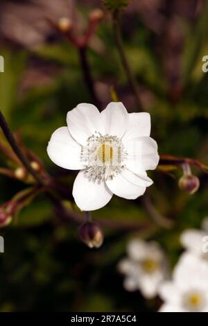 Anemone rivularis Riverside windflower white flower with blue sepals ...