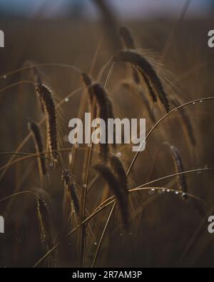 Wet barley 1 Stock Photo - Alamy