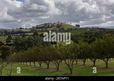 Landscape around Alexandra, Victoria, Australia Stock Photo - Alamy