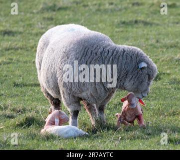 A mother sheep giving birth to twin lambs in the green field Stock Photo - Alamy
