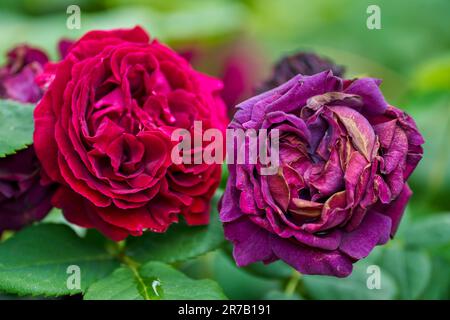 Perishing purple rose Stock Photo - Alamy