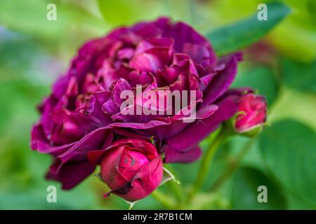 Perishing purple rose Stock Photo - Alamy