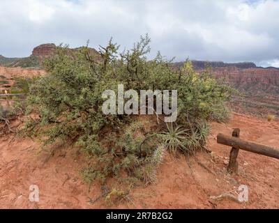 Penca Redonda, Opuntia sulphurea, in Sierra de Las Quijadas National ...