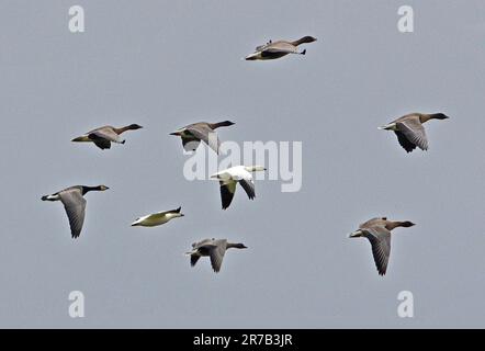 Ross's Goose (Chen rossii), Pink-footed Goose (Anser brachyrhynchus ...