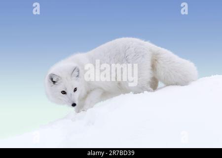 Arctic Fox, Polar Regions, Alaska Stock Photo - Alamy