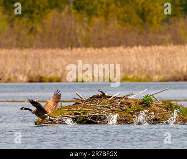 Canadian Geese protecting their nest on a beaver lodge. Flying by the ...