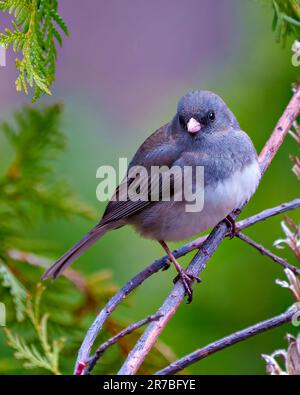 Junco close-up profile front view perched with a forest background in ...