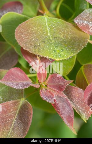 Triadica sebifera, the Chinese tallow tree, is an invasive plant in the ...
