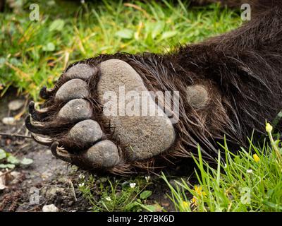 Close up real brown bear fur texture Stock Photo - Alamy
