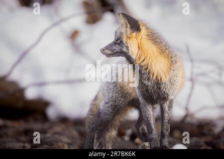 A majestic cross fox in front of a picturesque wintery forest during ...