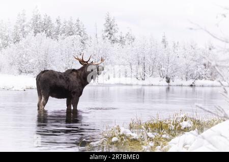 A majestic black moose stands atop a frozen lake blanketed in a layer ...