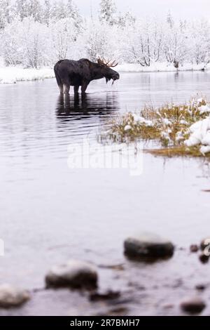 A majestic black moose stands atop a frozen lake blanketed in a layer ...