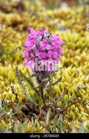 Wildflowers; Wooly Lousewort; Pedicularis lanata Stock Photo - Alamy