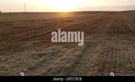 Rural setting with a mowed hayfield in The Netherlands Stock Photo - Alamy