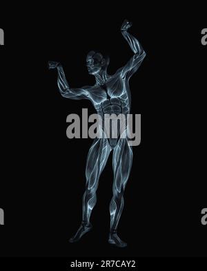 average man muscle maps is doing a bodybuilder pose, 3d illustration ...