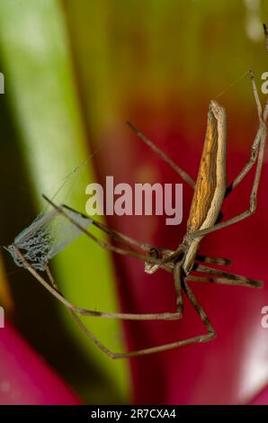 Rufous net casting Spider, Ogre-faced Spider with net Stock Photo - Alamy