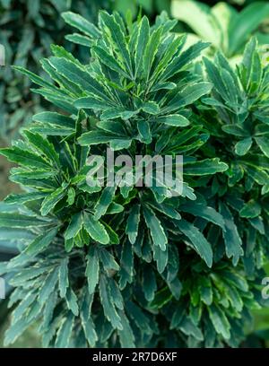 Dizygotheca elegantissima, Schefflera elegantissima, Aralia ...