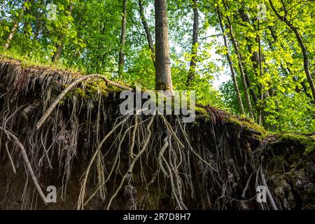 Tree roots sticking out on a cliff, root system Stock Photo - Alamy
