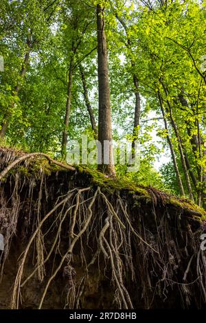 Tree roots sticking out on a cliff, root system Stock Photo - Alamy