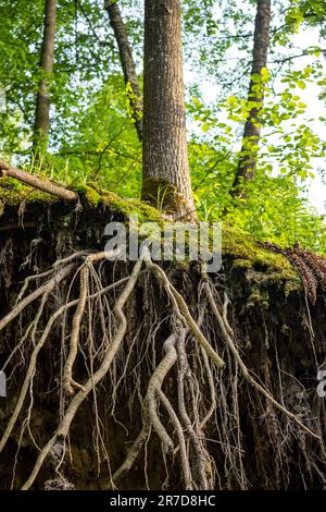 Tree roots sticking out on a cliff, root system Stock Photo - Alamy