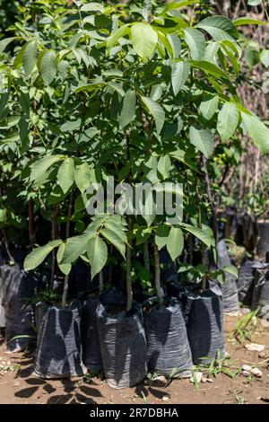 Plant saplings cultivation in plastic cover cultivation in a nursery ...