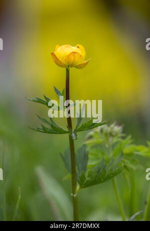 botany, globeflower, (Trollius), European globeflower, (Trollius ...