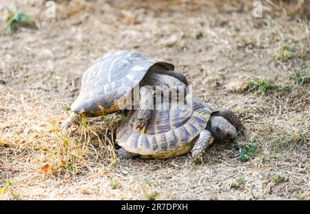 Two turtles mating. Mating season in animals Stock Photo - Alamy