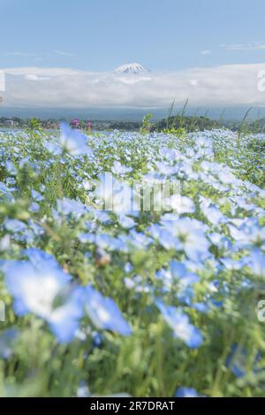 Oishi Park Japan with flower in front Stock Photo - Alamy