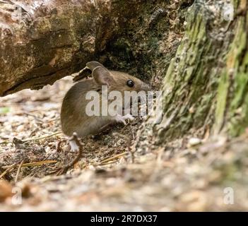A tiny mouse foraging in the woodland Stock Photo - Alamy