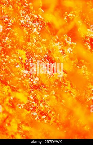 A branch with beautiful yellow hawthorn flowers. Tree in spring Stock ...