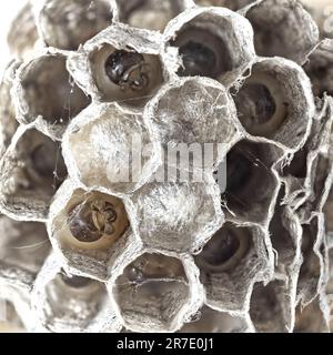 Wasp nest with larvae. Development of the wasp generation. Wasp nest ...