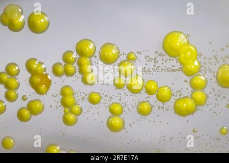 Bacteria grown from a skin smear, colonies of Micrococcus luteus and ...