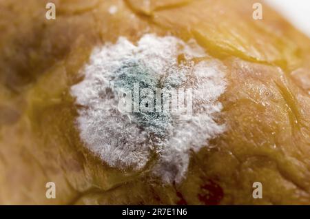 Smoked sausage covered with mold. Colony of Penicillium fungus on the ...