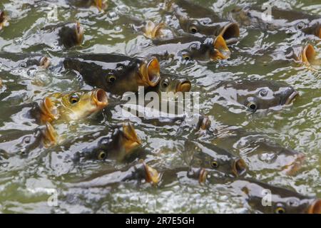 Common Carp, cyprinus carpio, Group with Open Mouth, asking for Food ...