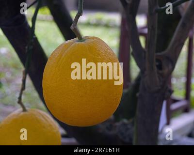 Grapefruit, citrus grandis, Hanoi, Vietnam Stock Photo - Alamy