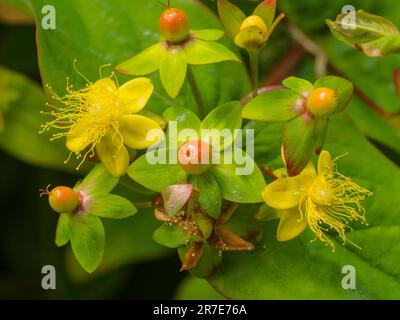 Yellow flowers and developing berries of the UK native shrubby Tutsan ...